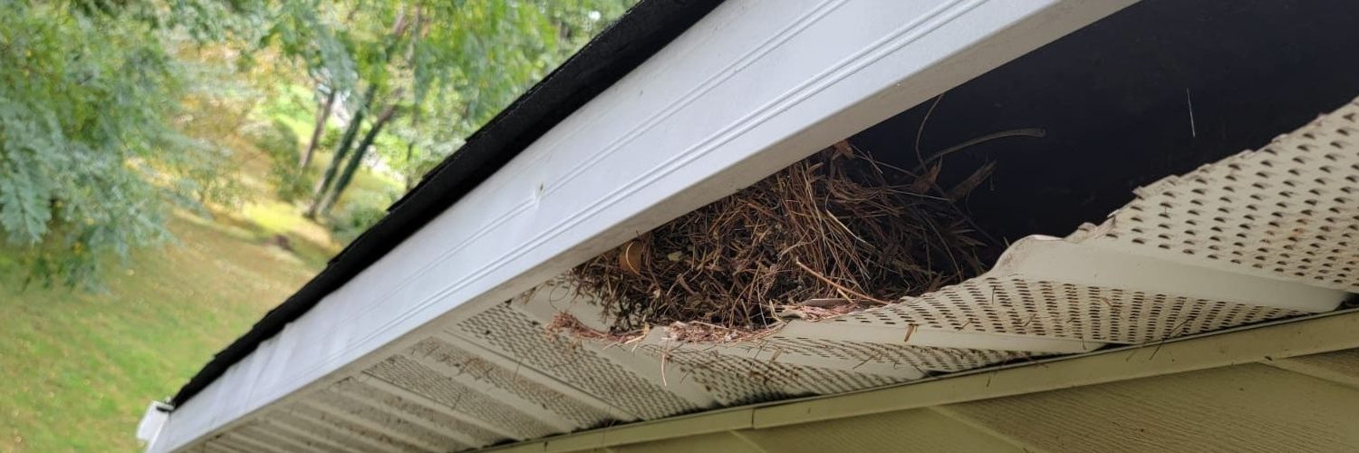 Wildlife Exclusion in Fort Worth, Dallas, and Arlington, TX - Fort ...